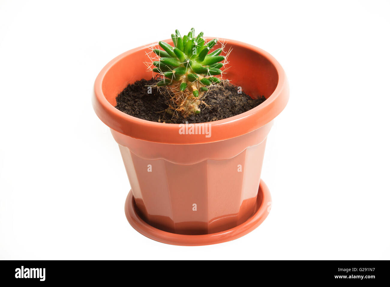 The subject on a white background Stock Photo - Alamy