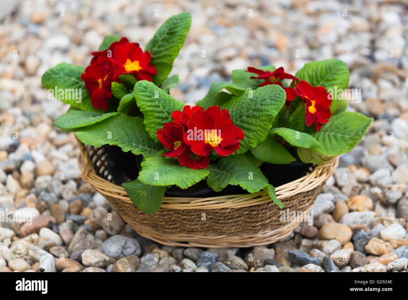 Three blooming red primulas in the basket in the springtime Stock Photo ...