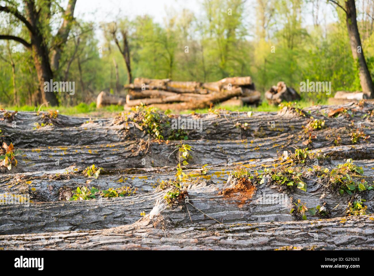 Tree cutting rainforest hi-res stock photography and images - Alamy