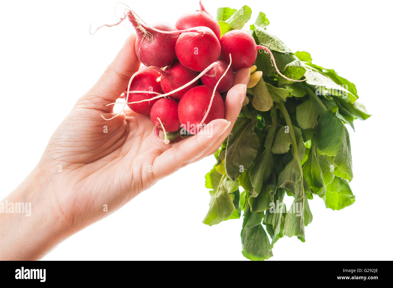 Female hand holding a bunch of fresh red radishes on white background ...
