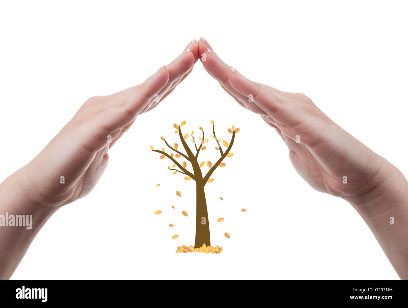 Hands protecting autumn tree isolated on white background Stock Photo ...