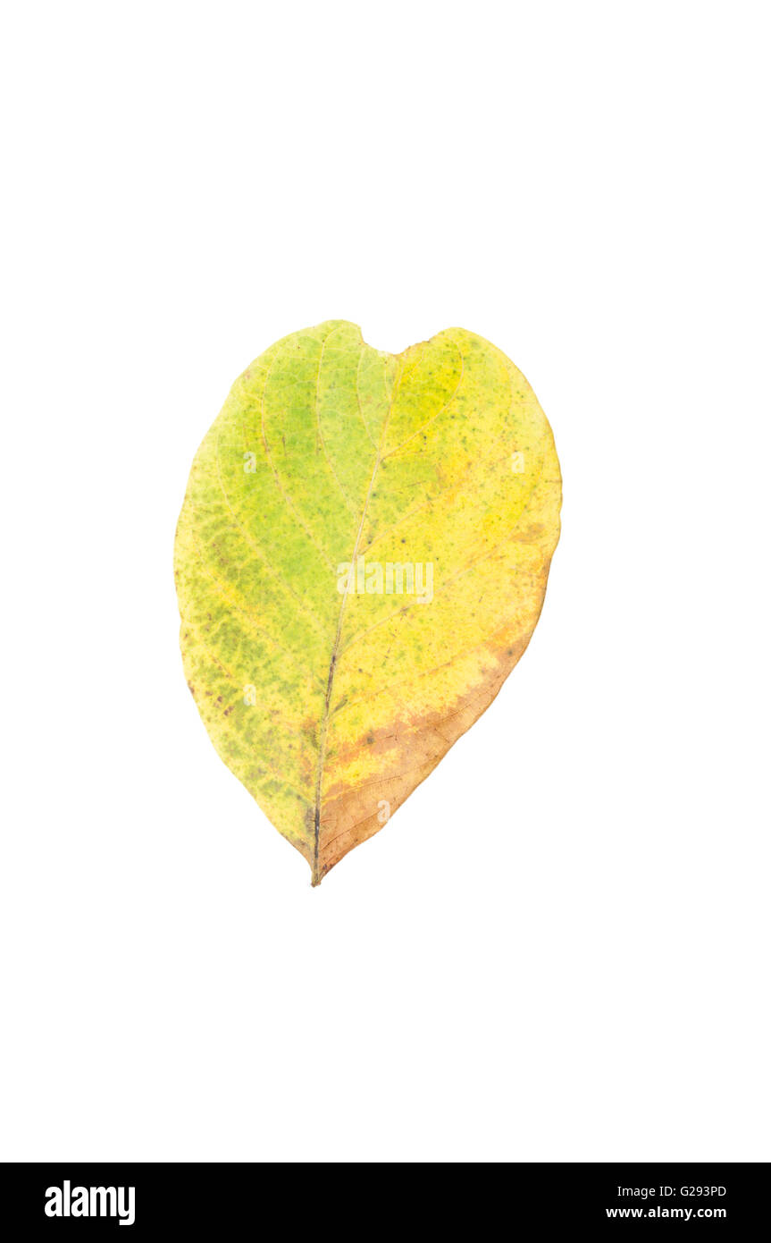 One autumn leaf isolated on white background Stock Photo - Alamy