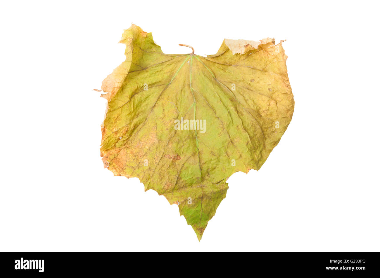 Big autumn leaf isolated on white background Stock Photo - Alamy