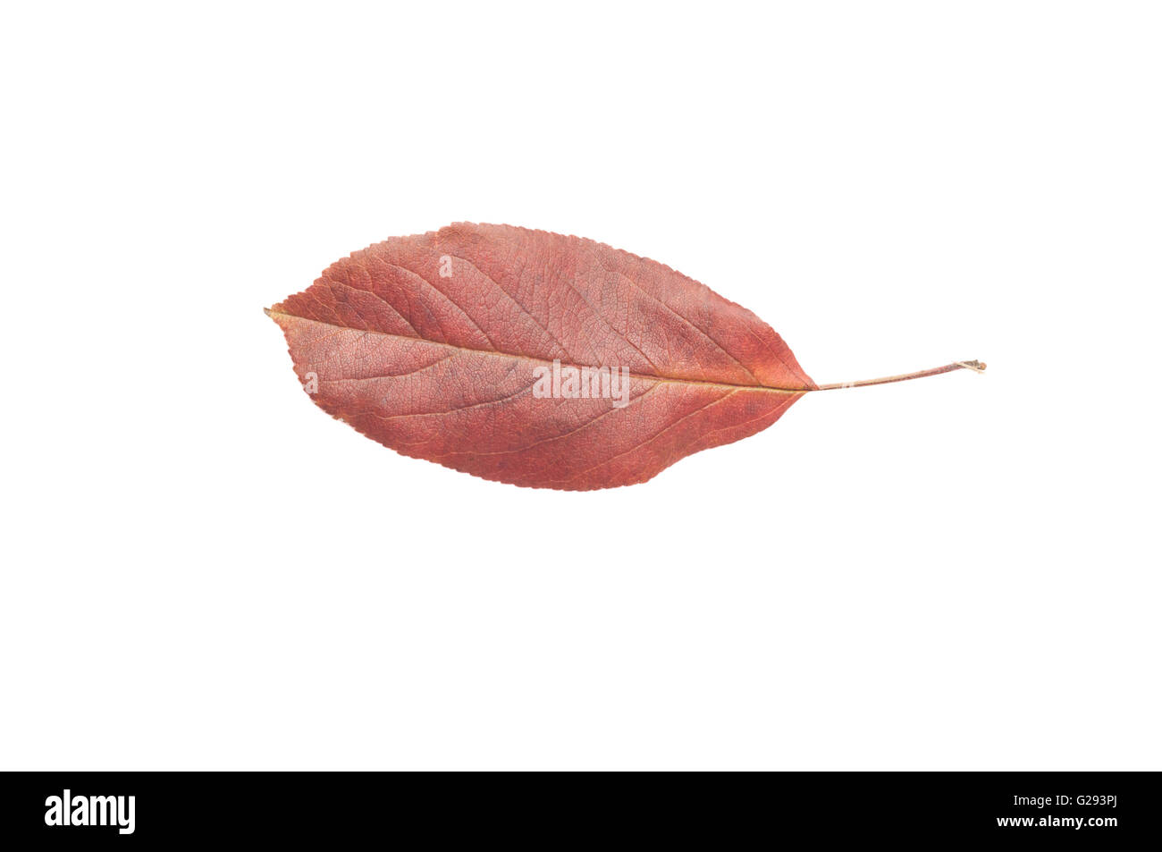 One single autumn red leaf isolated on white background Stock Photo - Alamy