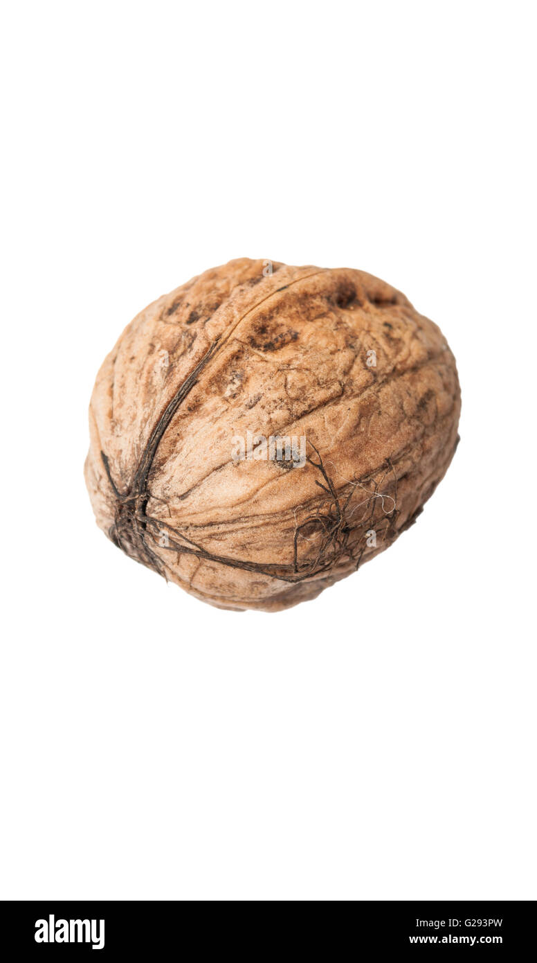 Closeup of one natural autumn walnut isolated on white background Stock ...