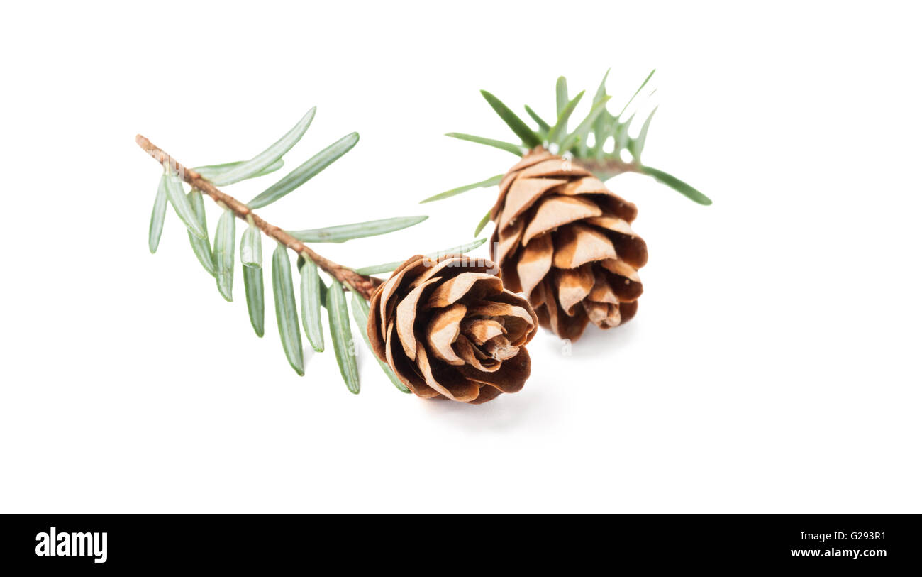 Young fir cones Stock Photo - Alamy
