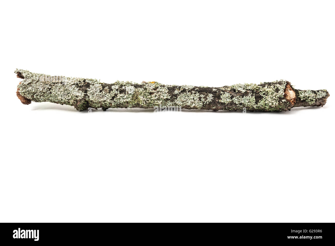 Tree stick with moss isolated on white background Stock Photo - Alamy