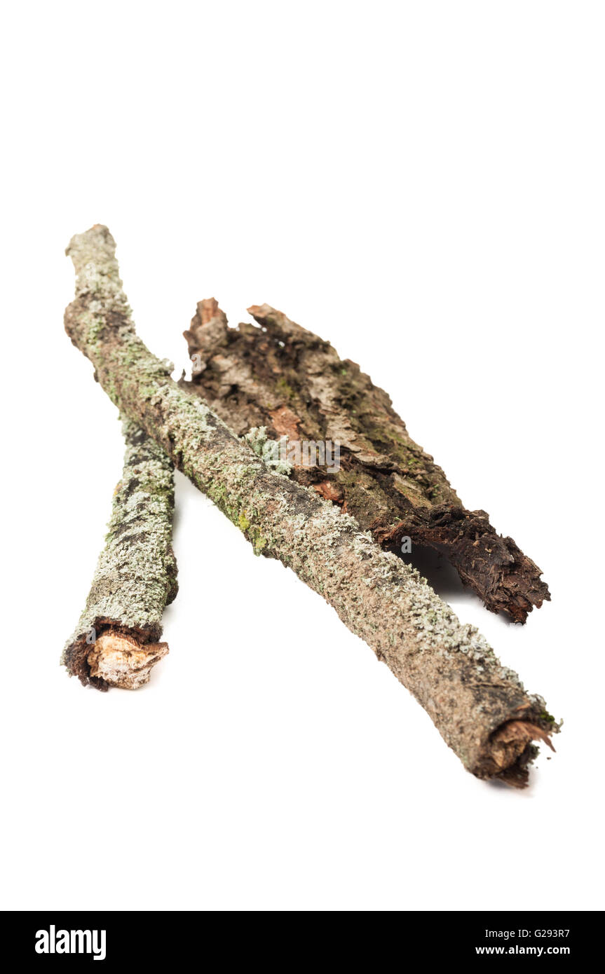 Tree stick with moss and rind or bark on white background Stock Photo ...