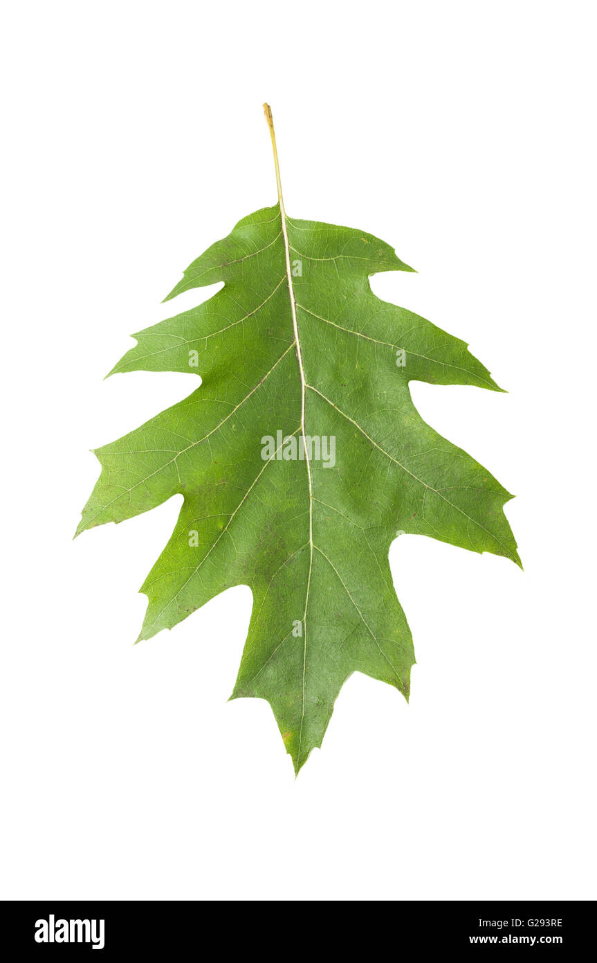 One single green oak leaf isolated on white background Stock Photo - Alamy