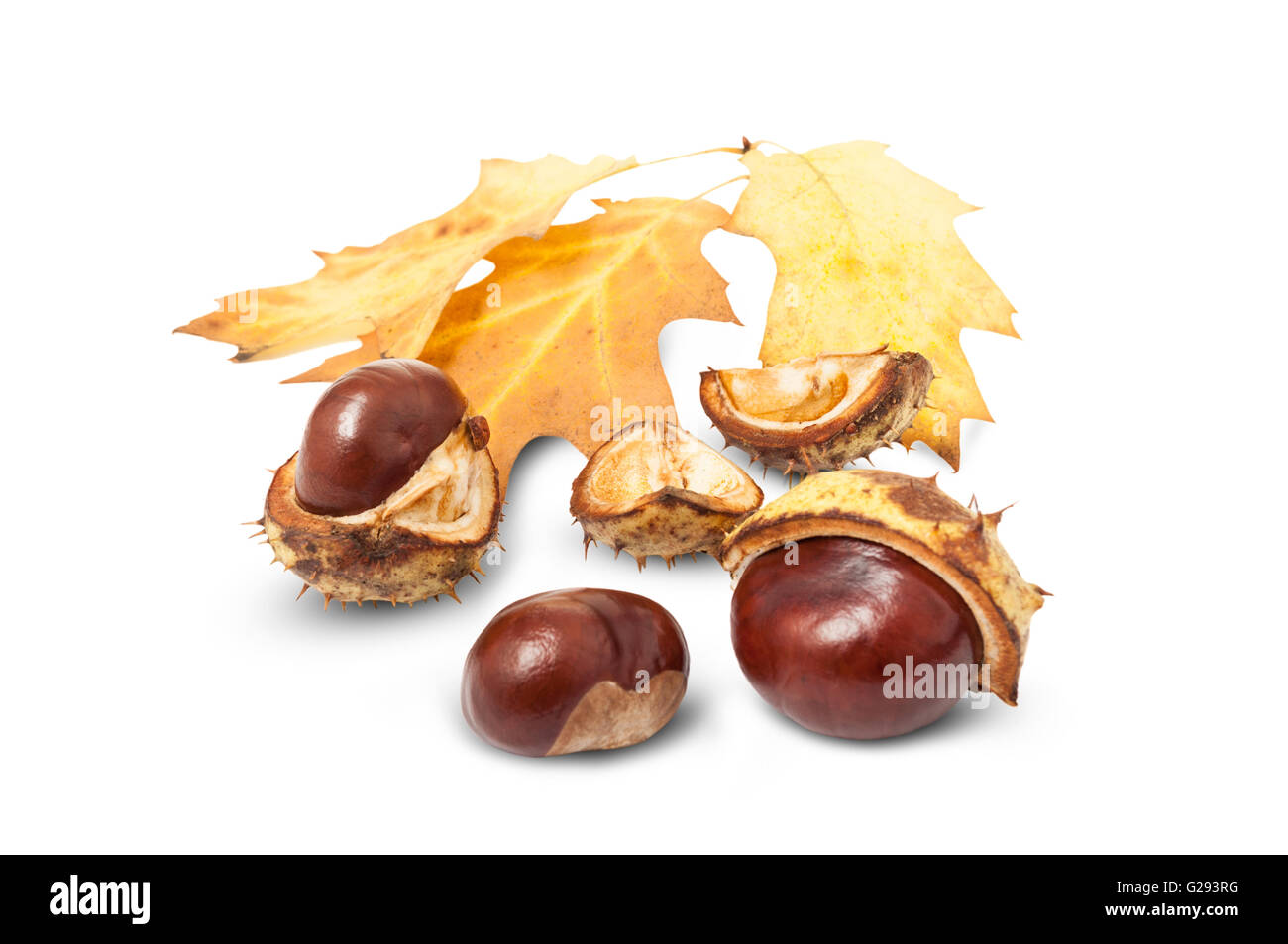 Yellow leaves and horse chestnuts isolated on white background Stock ...