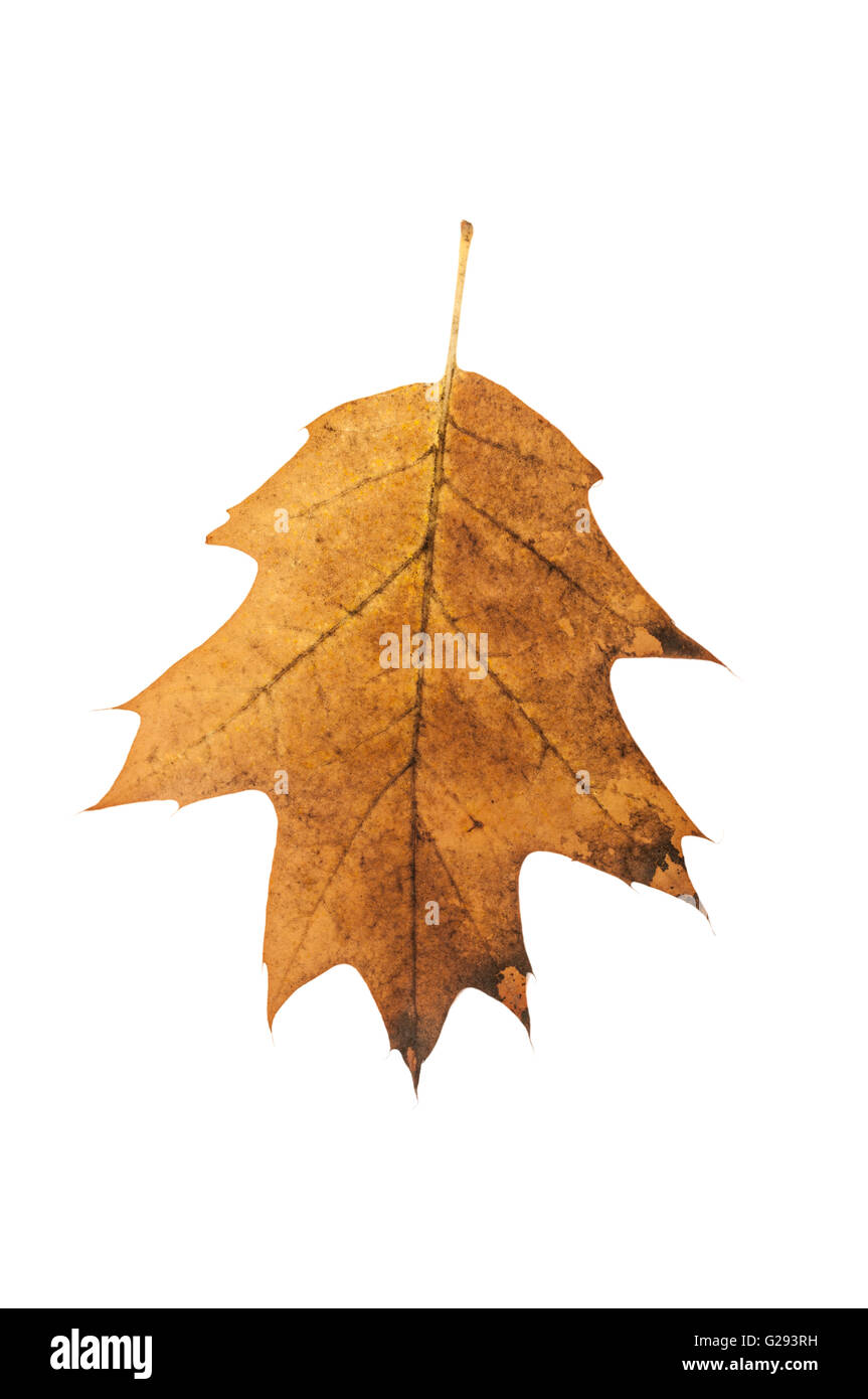 Rusty brown oak leaf isolated on white background Stock Photo - Alamy