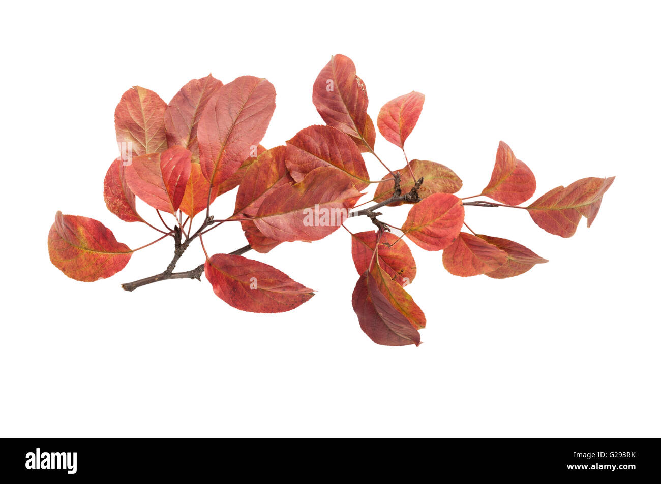 Autumn twig with red leaves isolated on white background Stock Photo ...