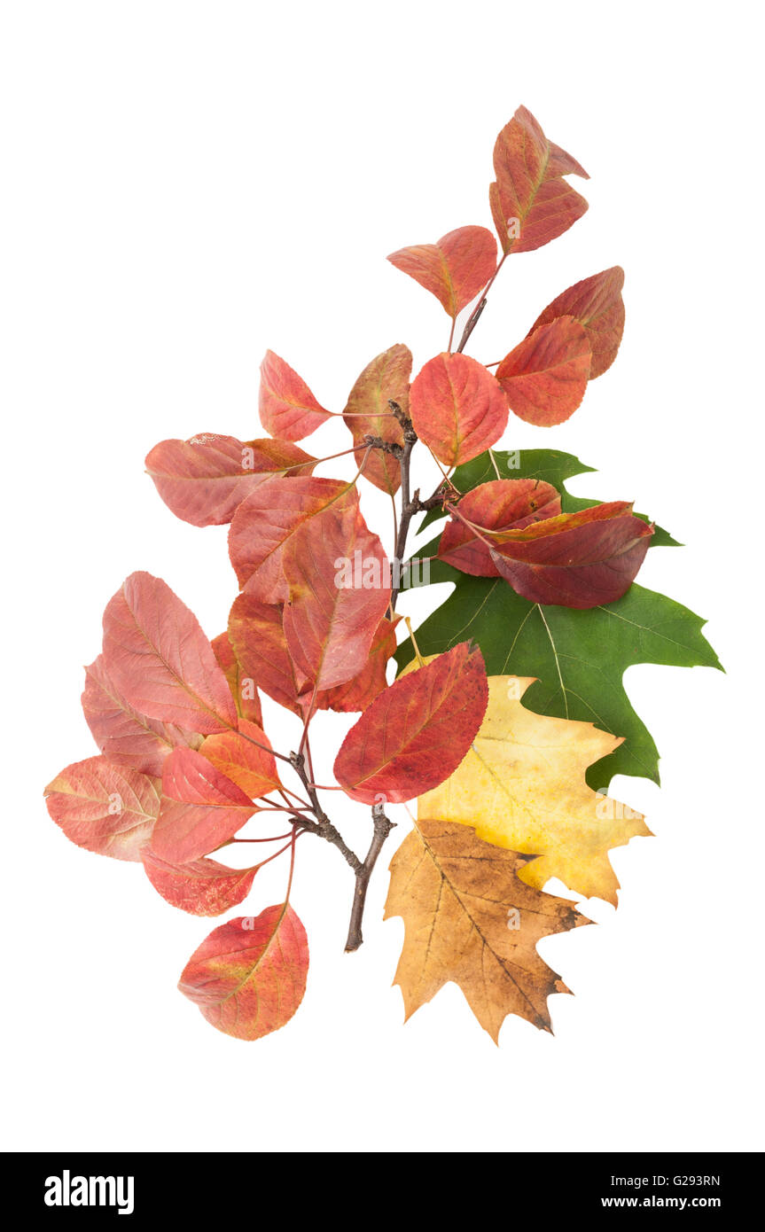 Autumn leaves and one twig isolated on white background Stock Photo - Alamy