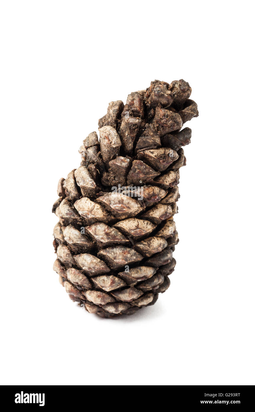 One pine cone isolated on white background Stock Photo - Alamy