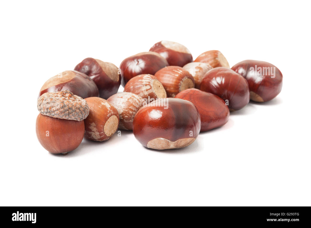 Acorns and chestnuts hi-res stock photography and images - Alamy