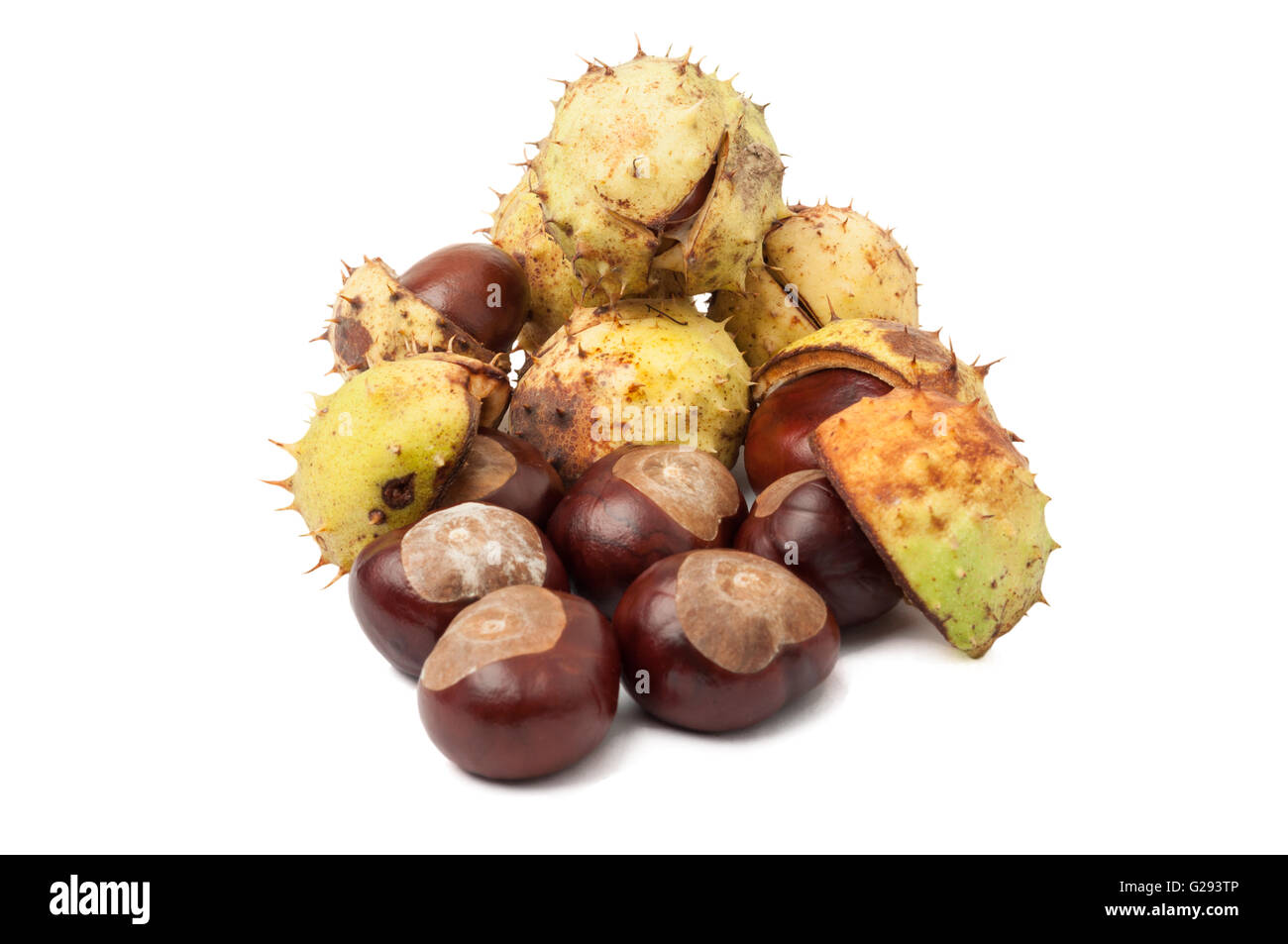 Autumn horse chestnuts isolated on white studio background Stock Photo ...