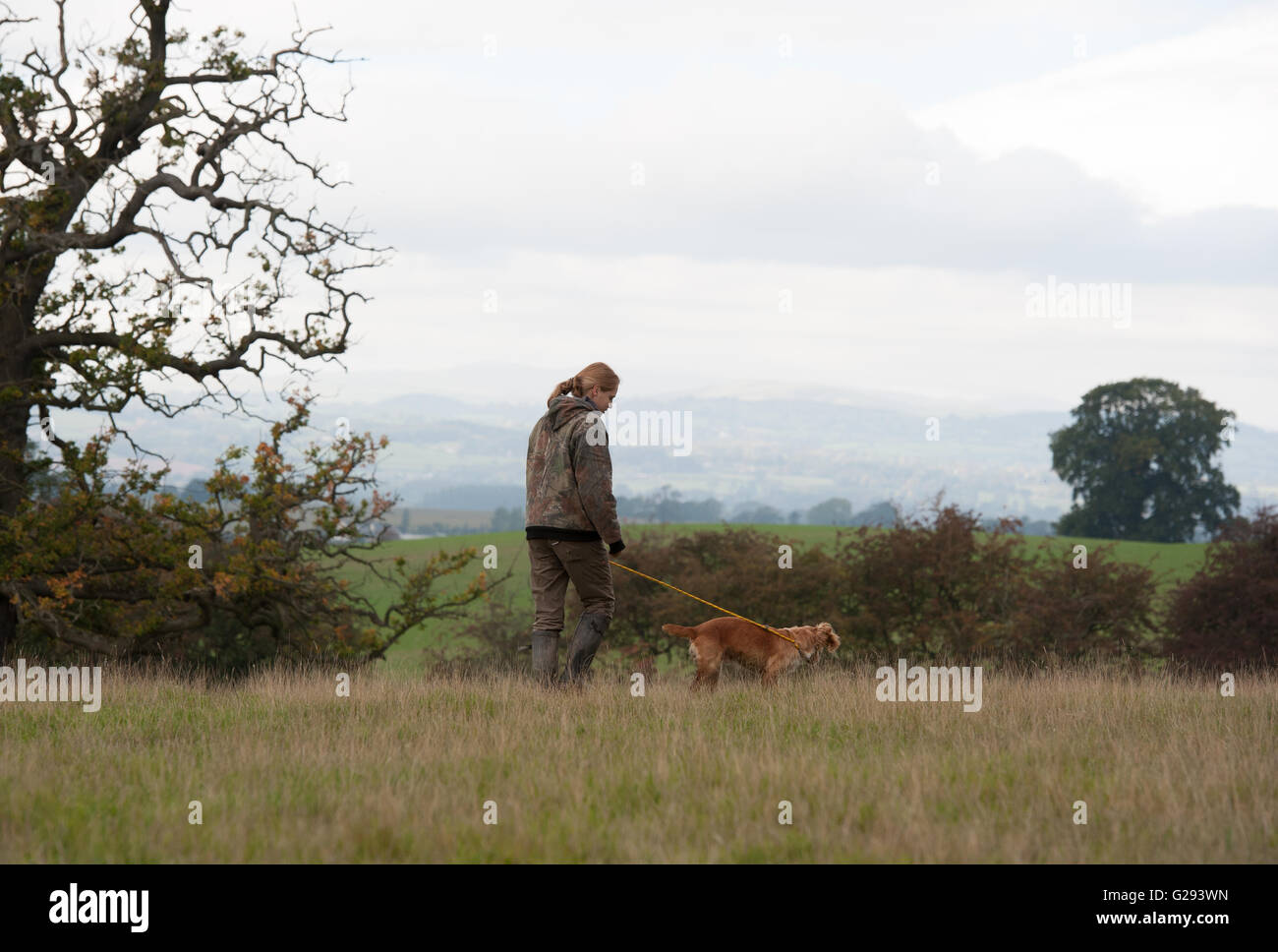 Lemon cocker spaniel hi-res stock photography and images - Alamy