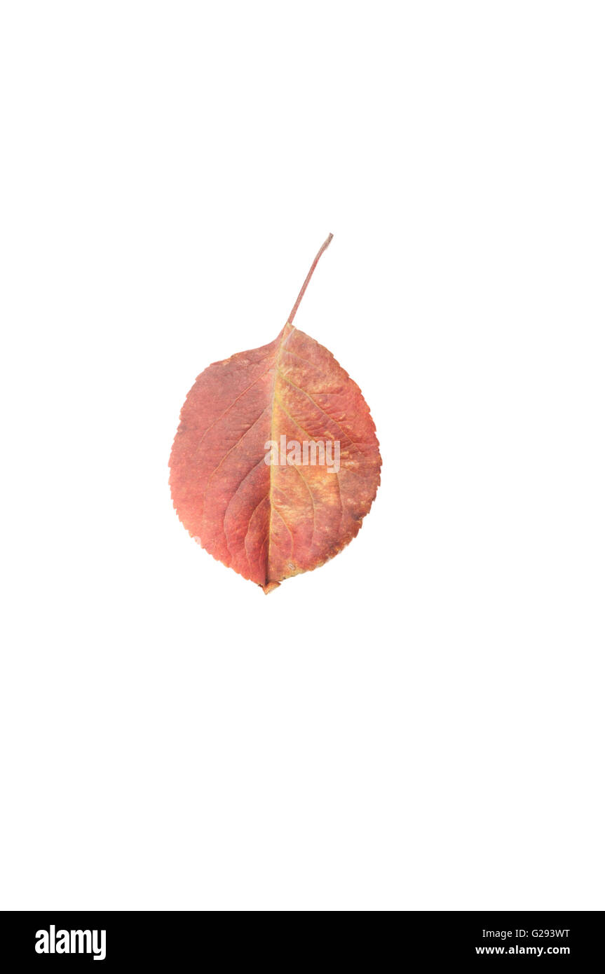 One single autumn red leaf isolated on white Stock Photo - Alamy