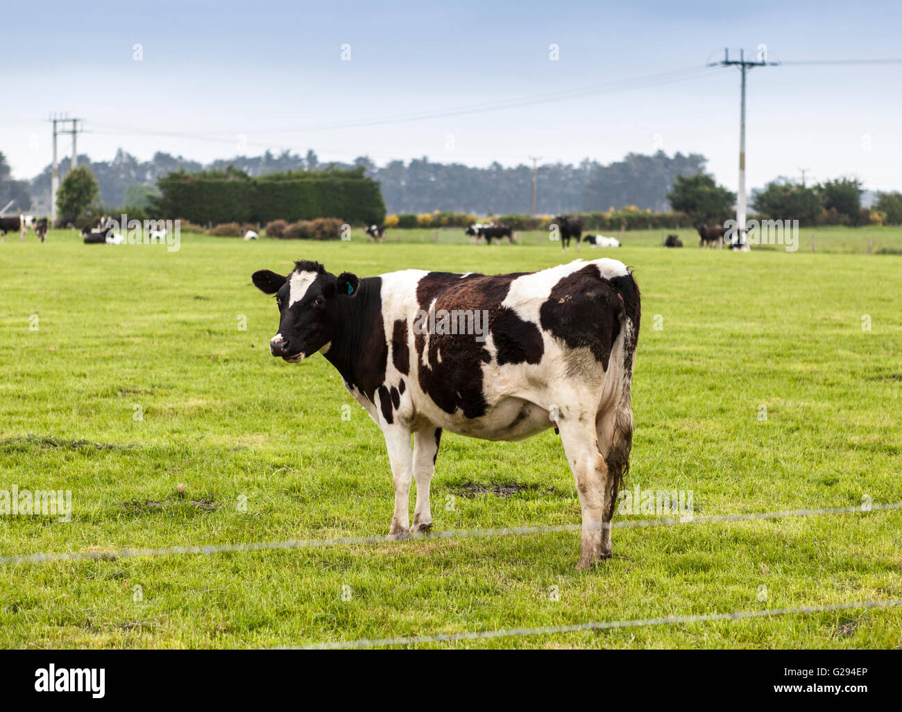 Grassland animal hi-res stock photography and images - Alamy