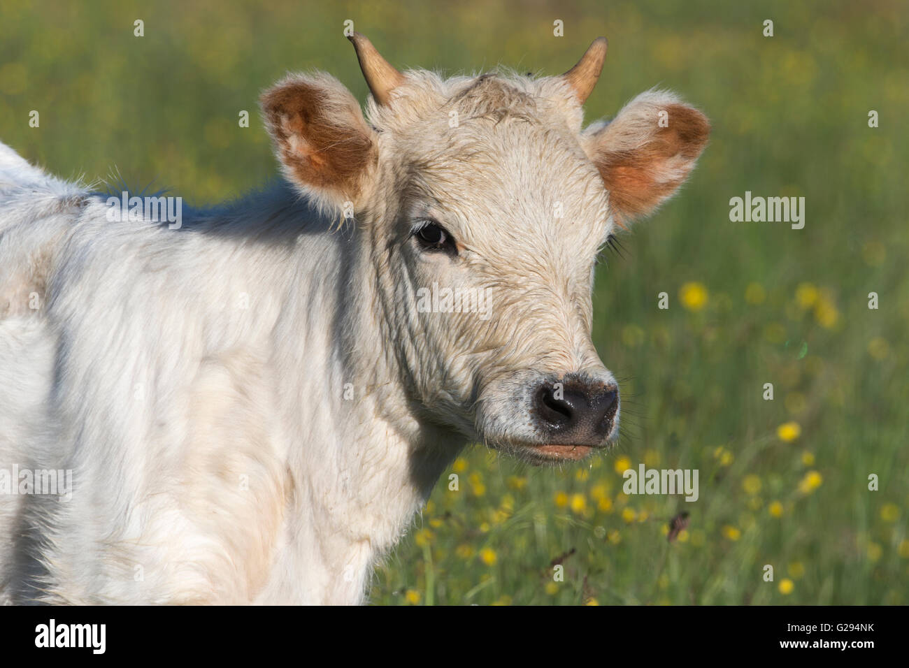 Calf Chillingham Cow Wild Cattle High Resolution Stock Photography and ...