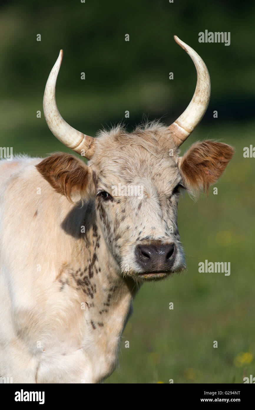 Chillingham Cattle High Resolution Stock Photography and Images - Alamy
