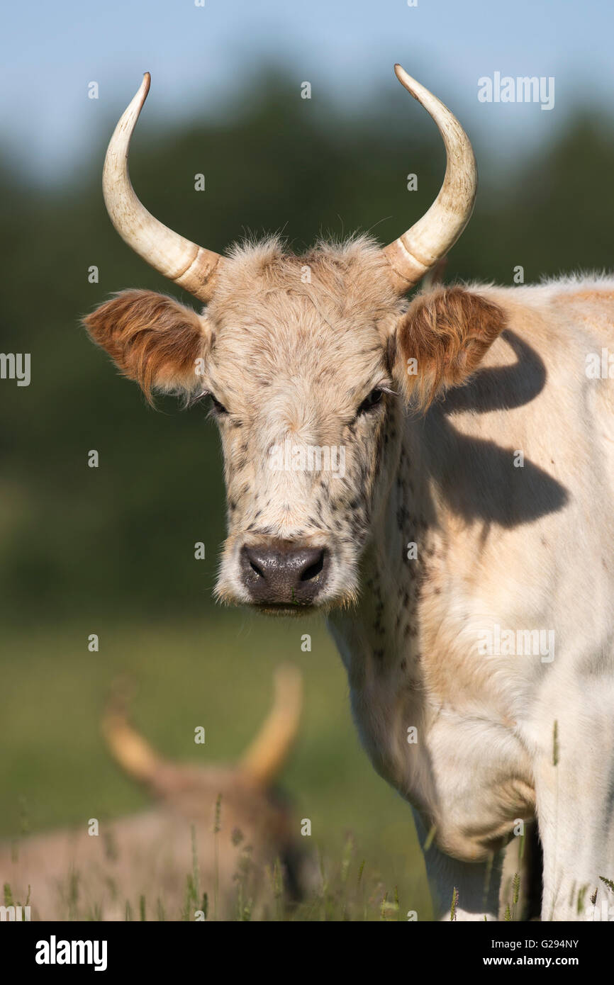 White Park Cattle Chillingham High Resolution Stock Photography and ...