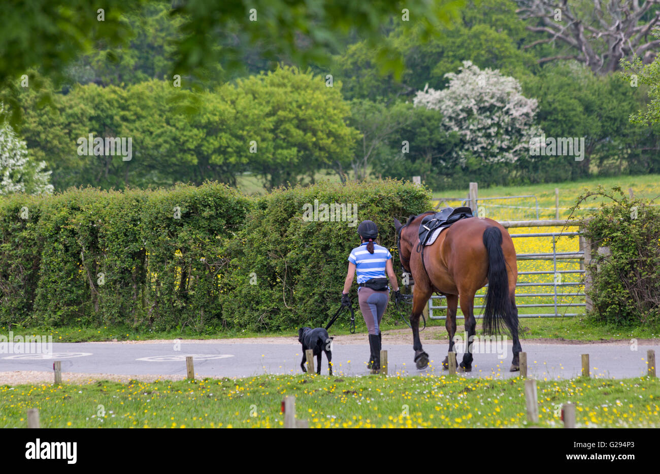 Rear horse walk hi-res stock photography and images - Alamy