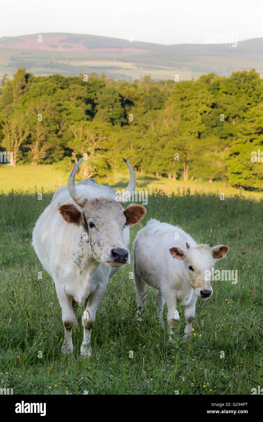 Calf Chillingham Cow Wild Cattle High Resolution Stock Photography and ...