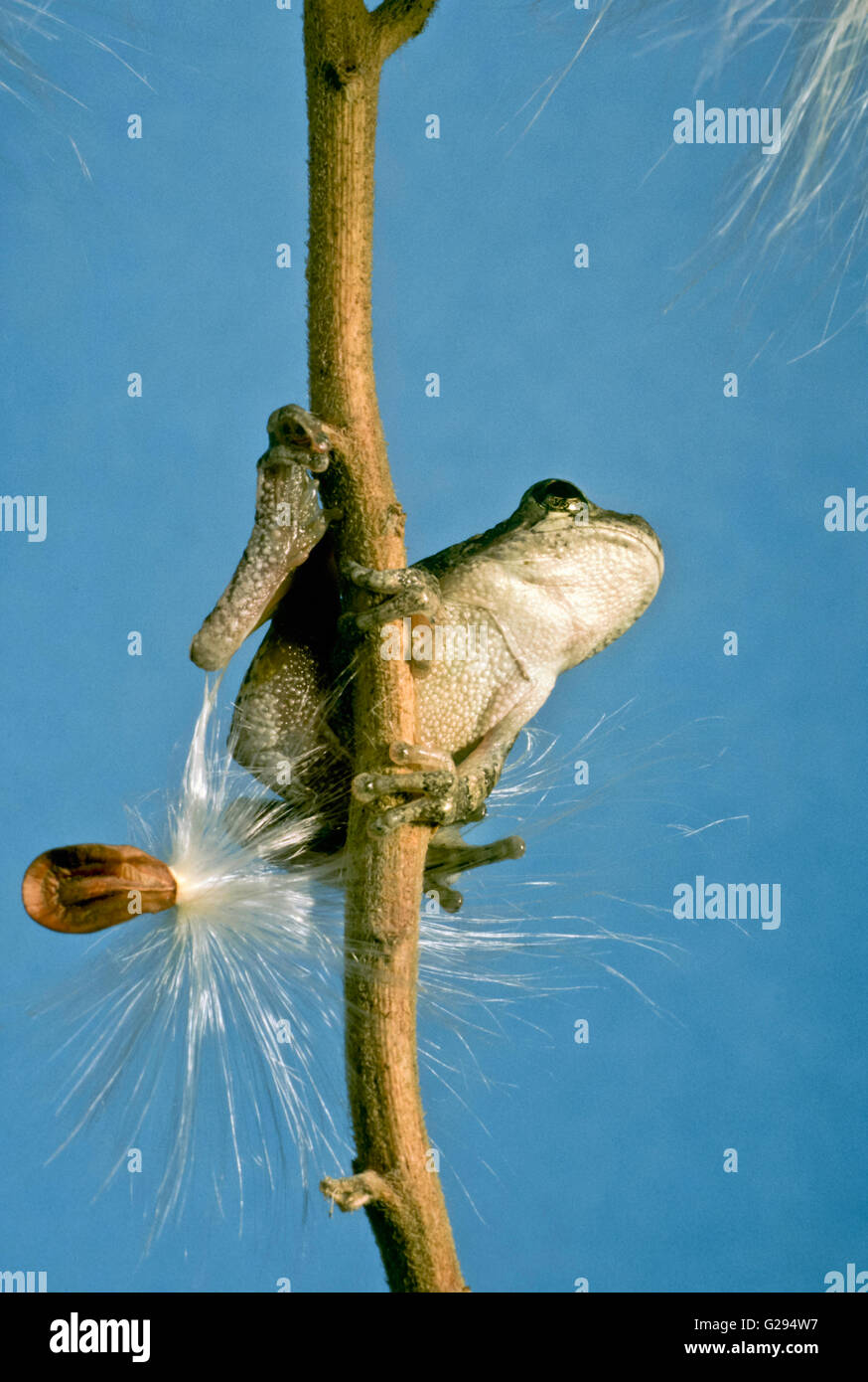 The bottom side of a tree frog, Hyla versicolor, sitting on Milkweed ...