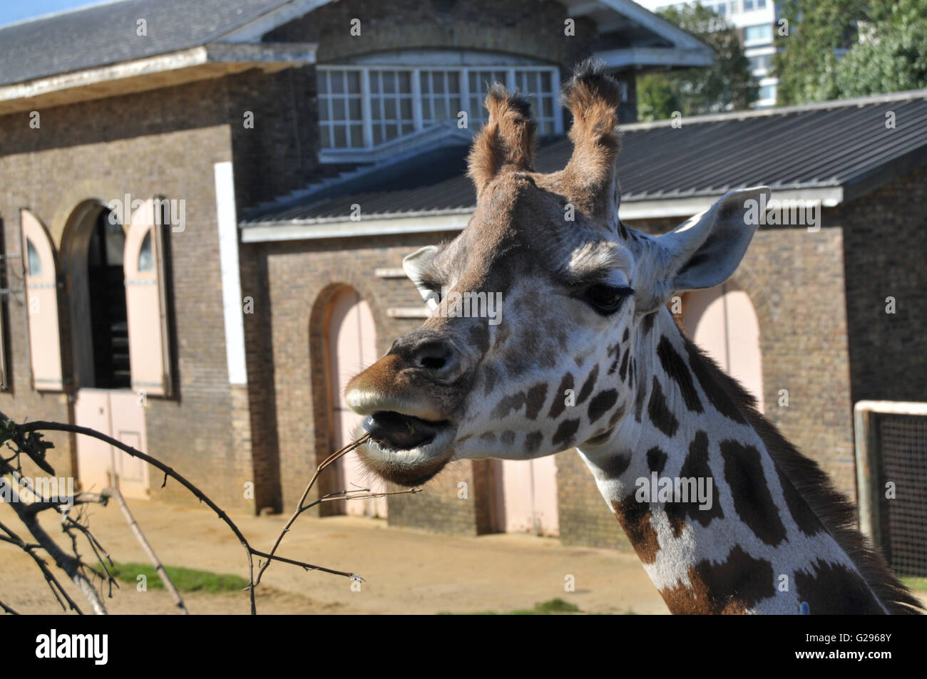 London zoo giraffe hi-res stock photography and images - Alamy