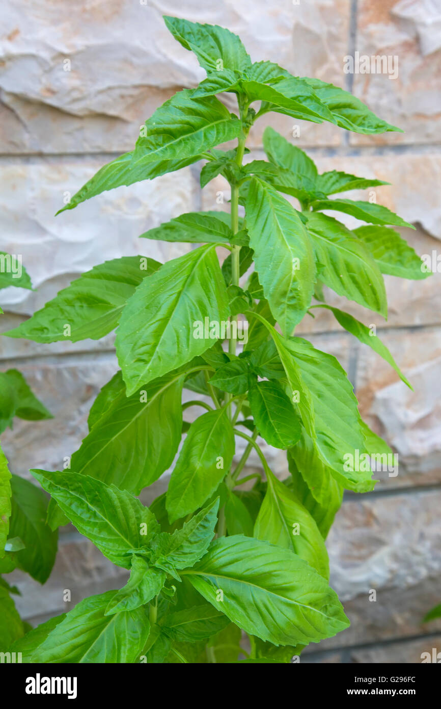 Close up view at the fresh basil Stock Photo - Alamy