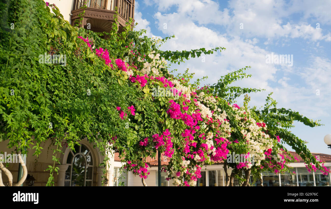 Plants with pink and white flowers, roof Stock Photo - Alamy