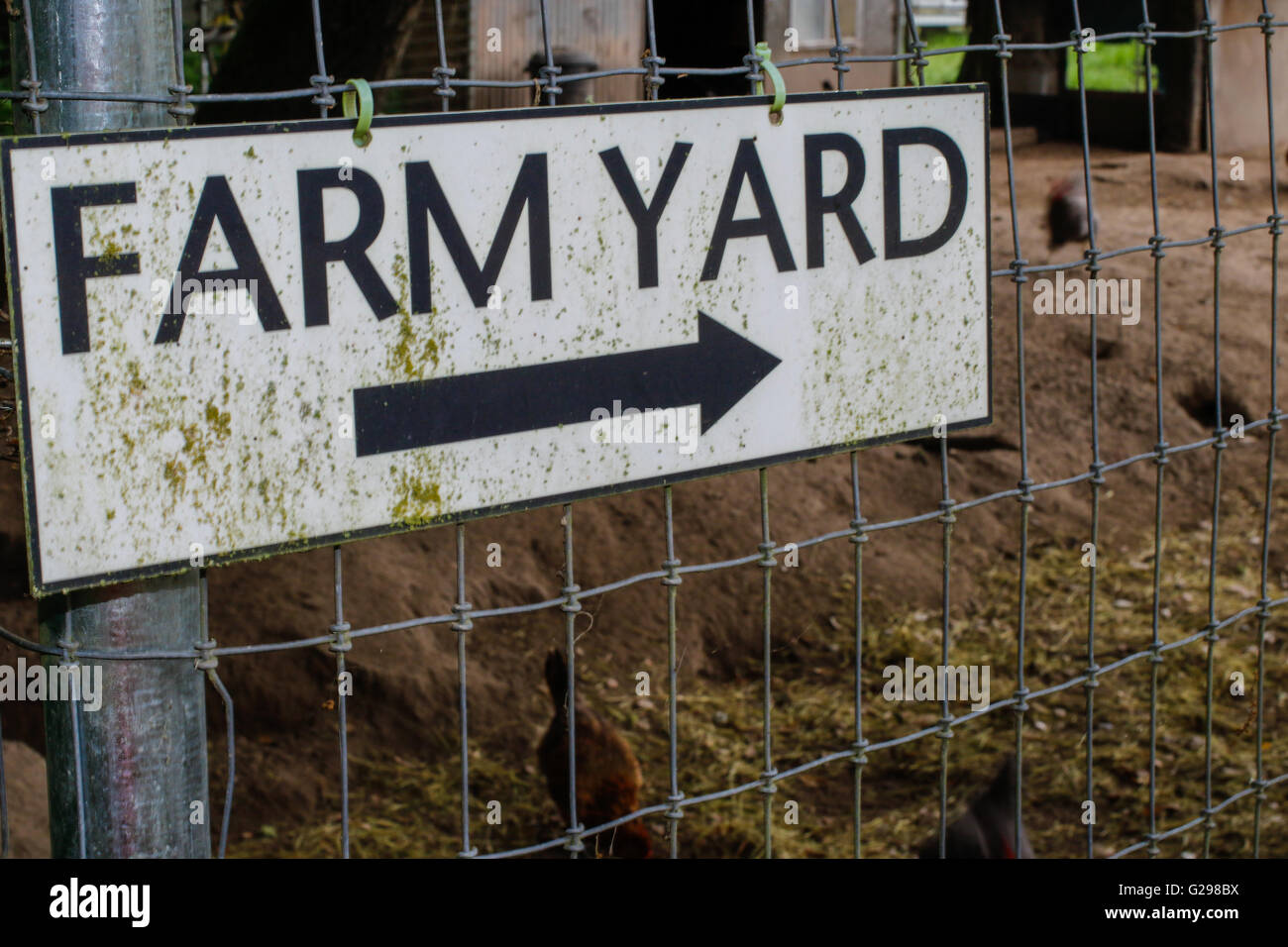 Farm yard chickens hi-res stock photography and images - Alamy