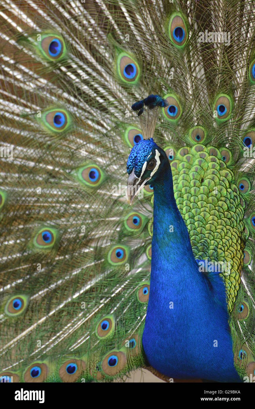 Punta cana bird hi-res stock photography and images - Alamy
