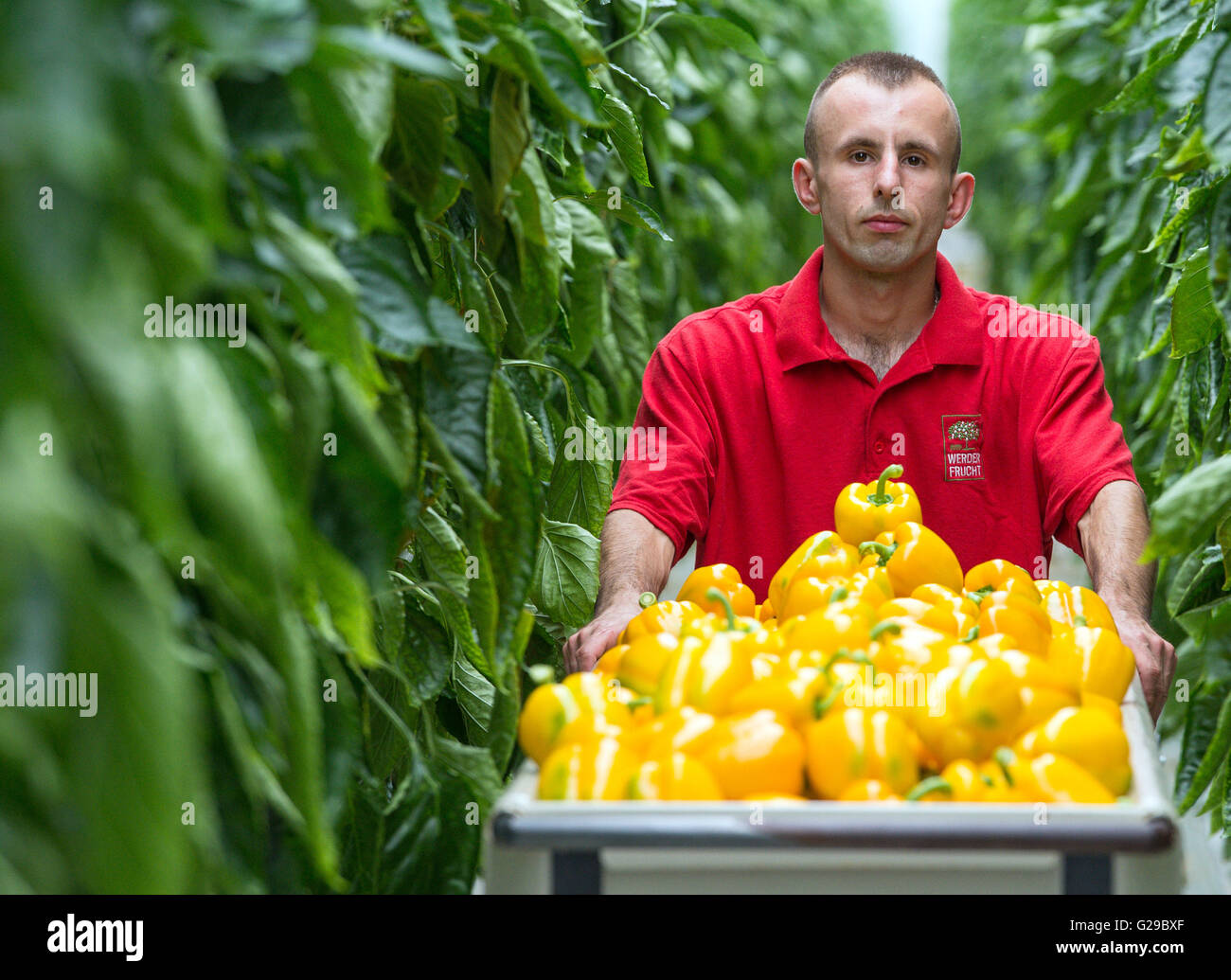 Bralitz, Germany. 26th May, 2016. Polish harvest helper Kamil ...