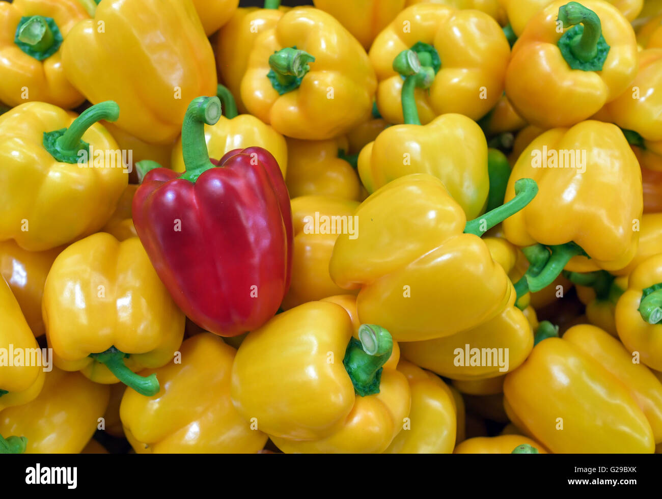 Bralitz, Germany. 26th May, 2016. A red pepper lying inbetween yellow ...