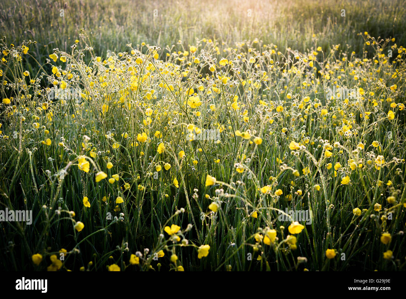 Hucknall, Nottinghamshire, UK. 27th May 2016.Beautiful bright misty ...