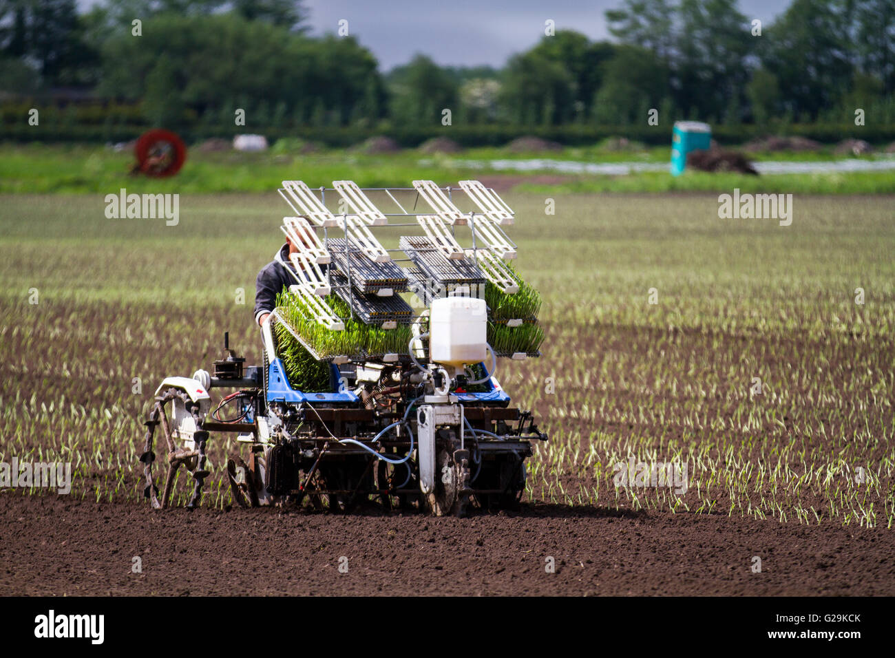 Leek farms hi-res stock photography and images - Alamy