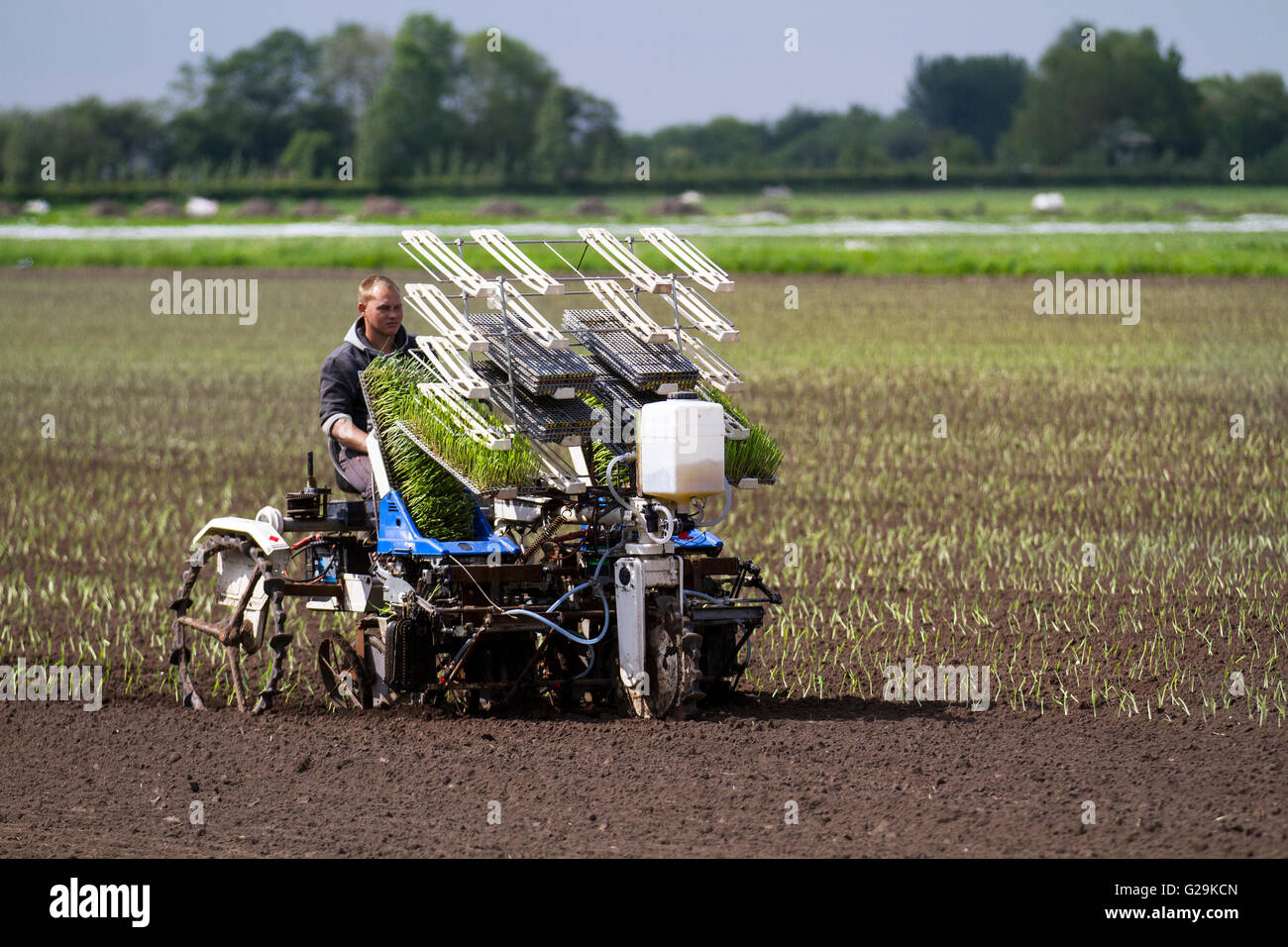 Leek farms hi-res stock photography and images - Alamy