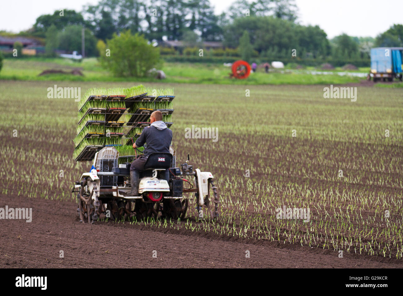Leek farms hi-res stock photography and images - Alamy