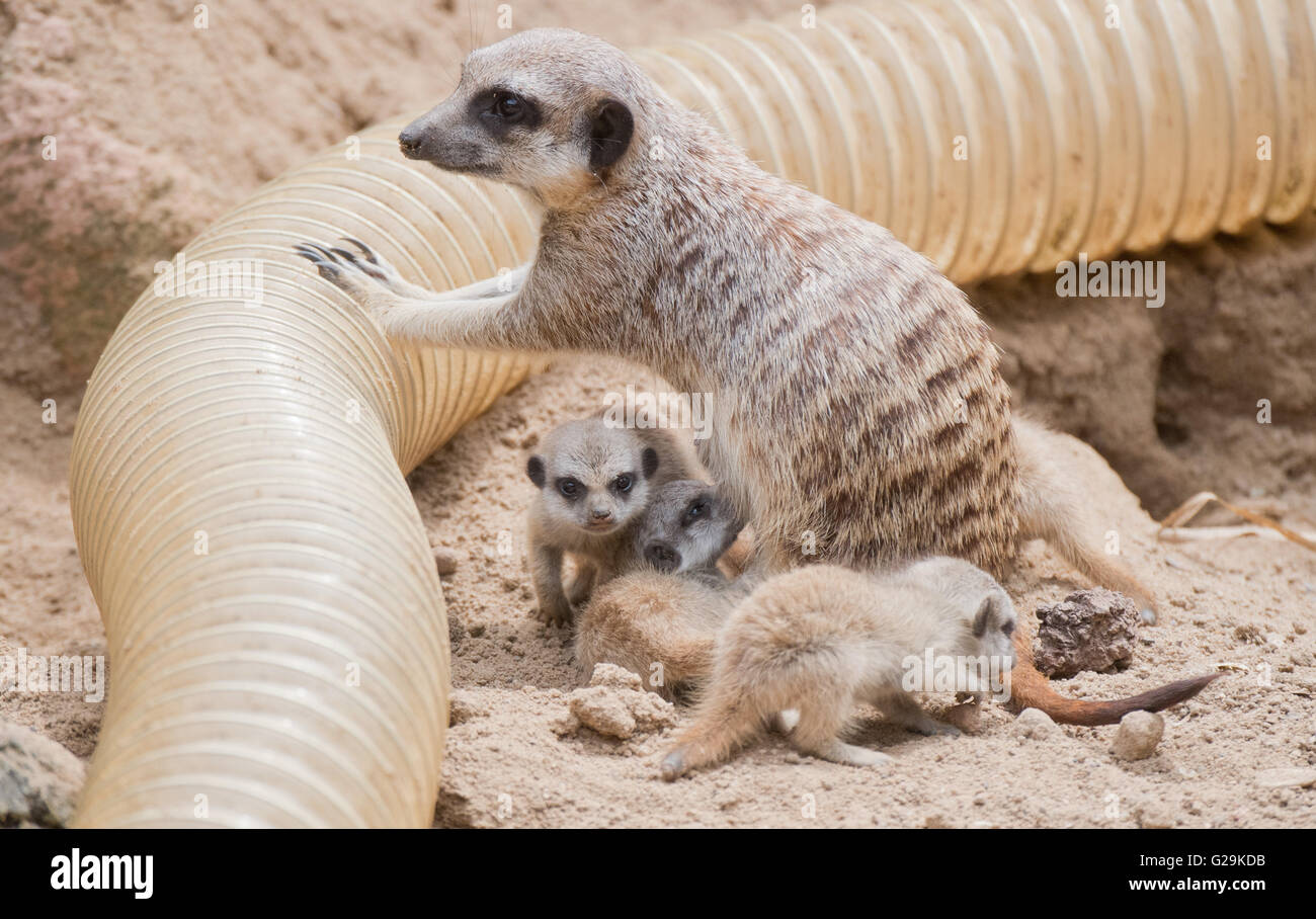 Hanover, Germany. 27th May, 2016. A grwon meerkat and four meerkat pups ...