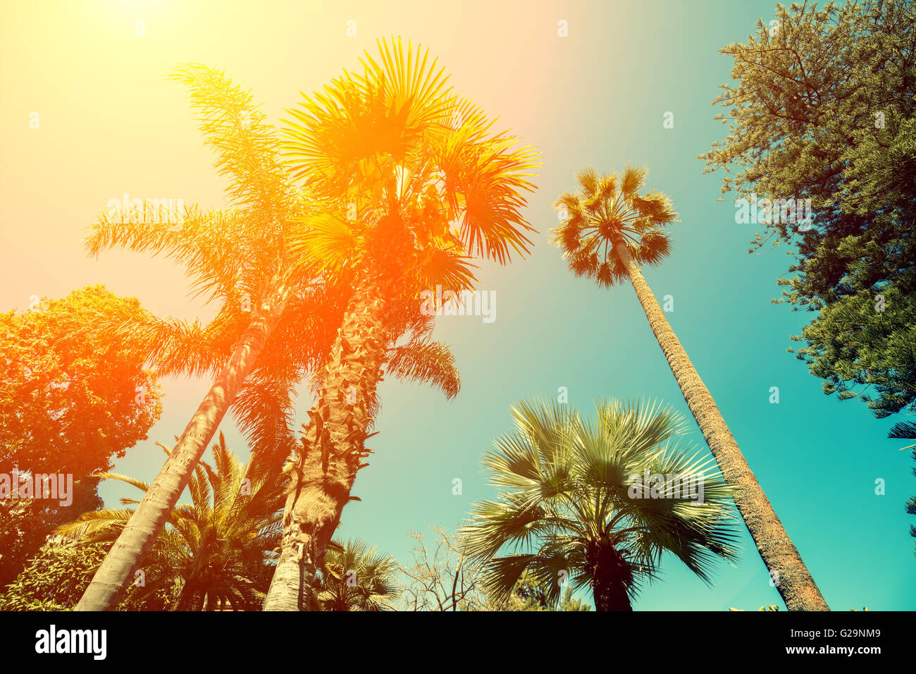 Tall palm trees against sunlight Stock Photo - Alamy