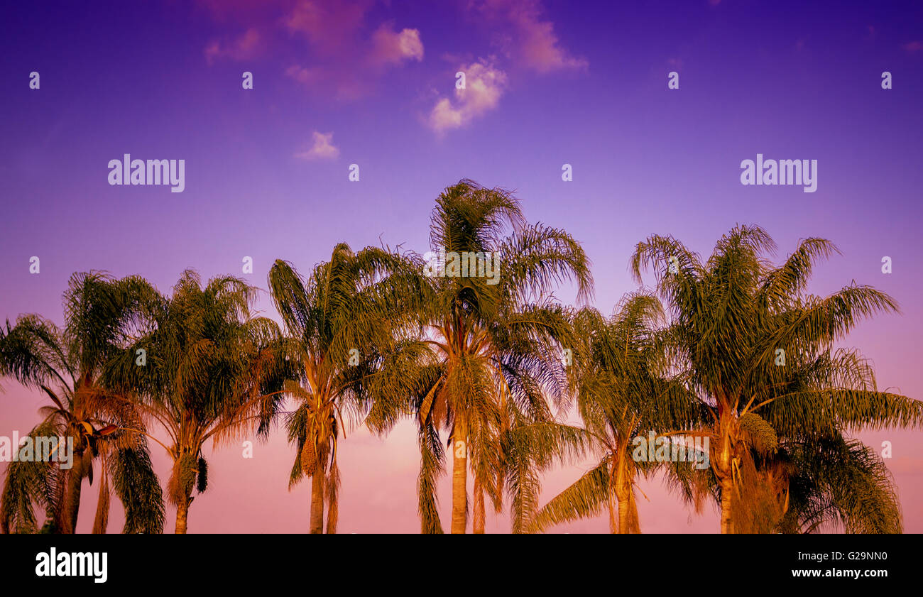 Palm trees against purple sky hi-res stock photography and images - Alamy
