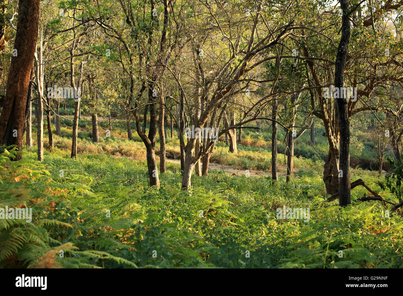 Tropical dry broadleaf forest hi-res stock photography and images - Alamy