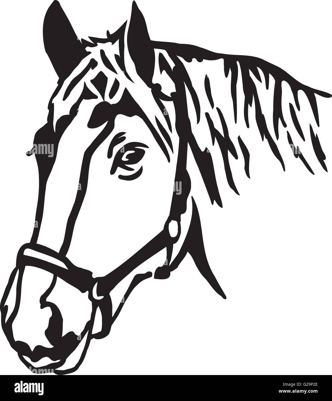 Real horse head vector Stock Vector Image & Art - Alamy