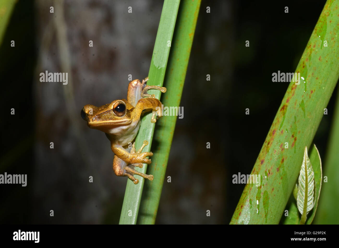 Khao sok hi-res stock photography and images - Alamy
