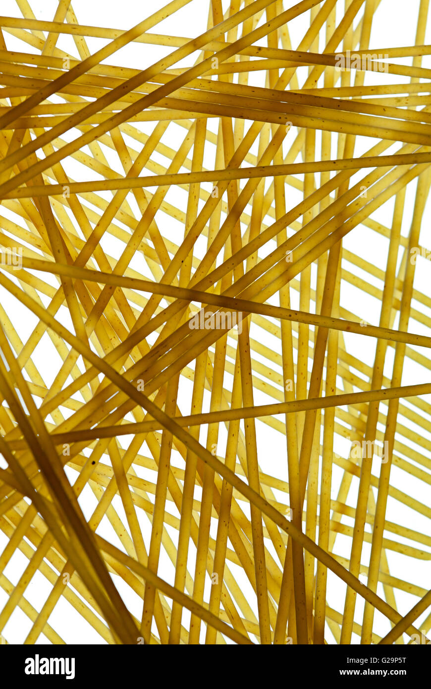 Close up of Spaghetti pasta on white background Stock Photo - Alamy