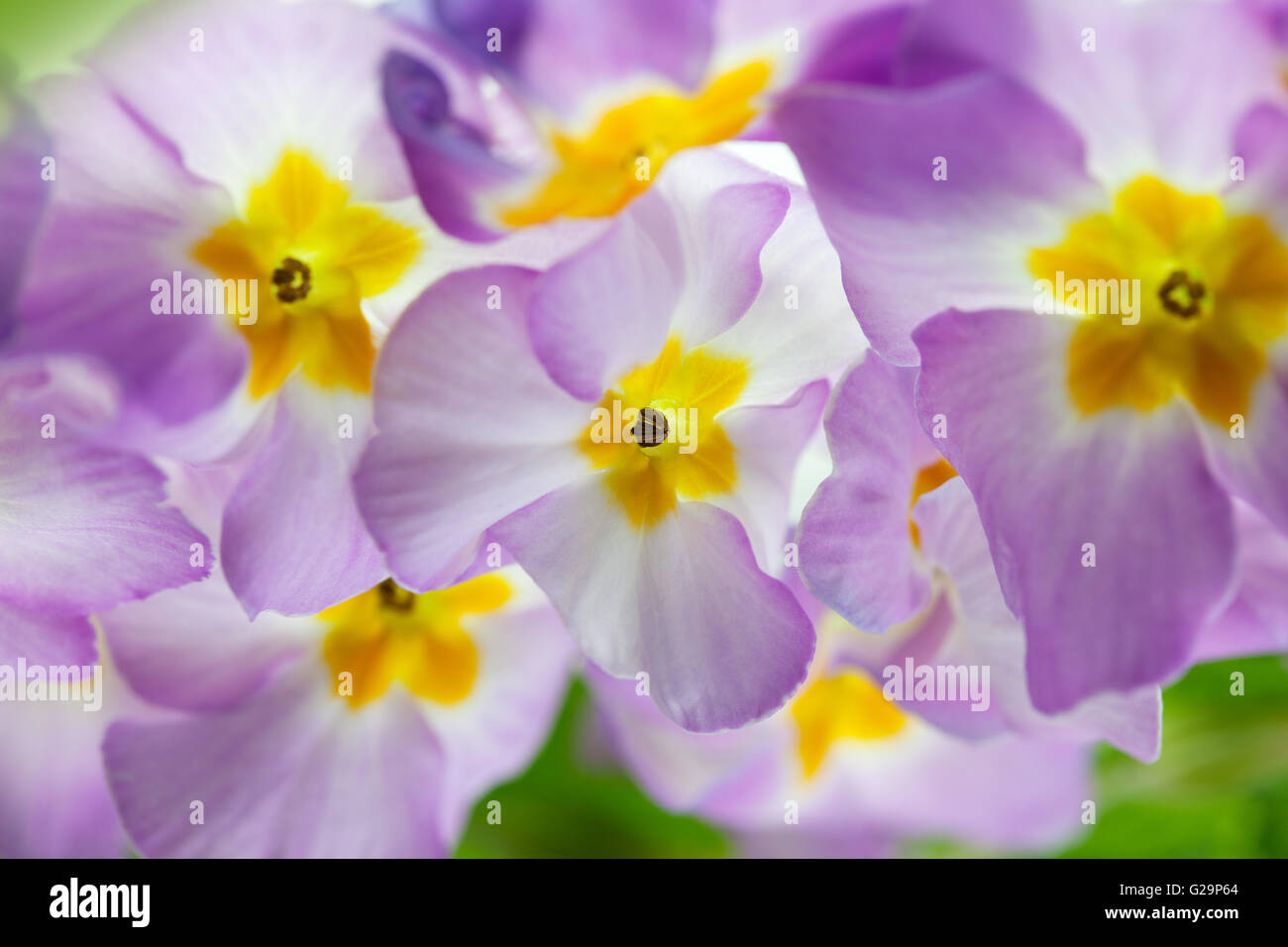 Violet primula hi-res stock photography and images - Alamy