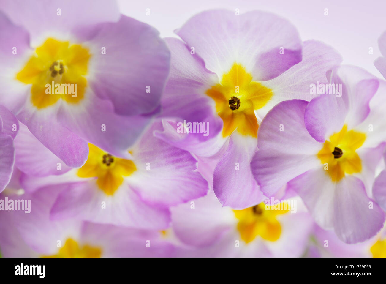 Violet primula hi-res stock photography and images - Alamy