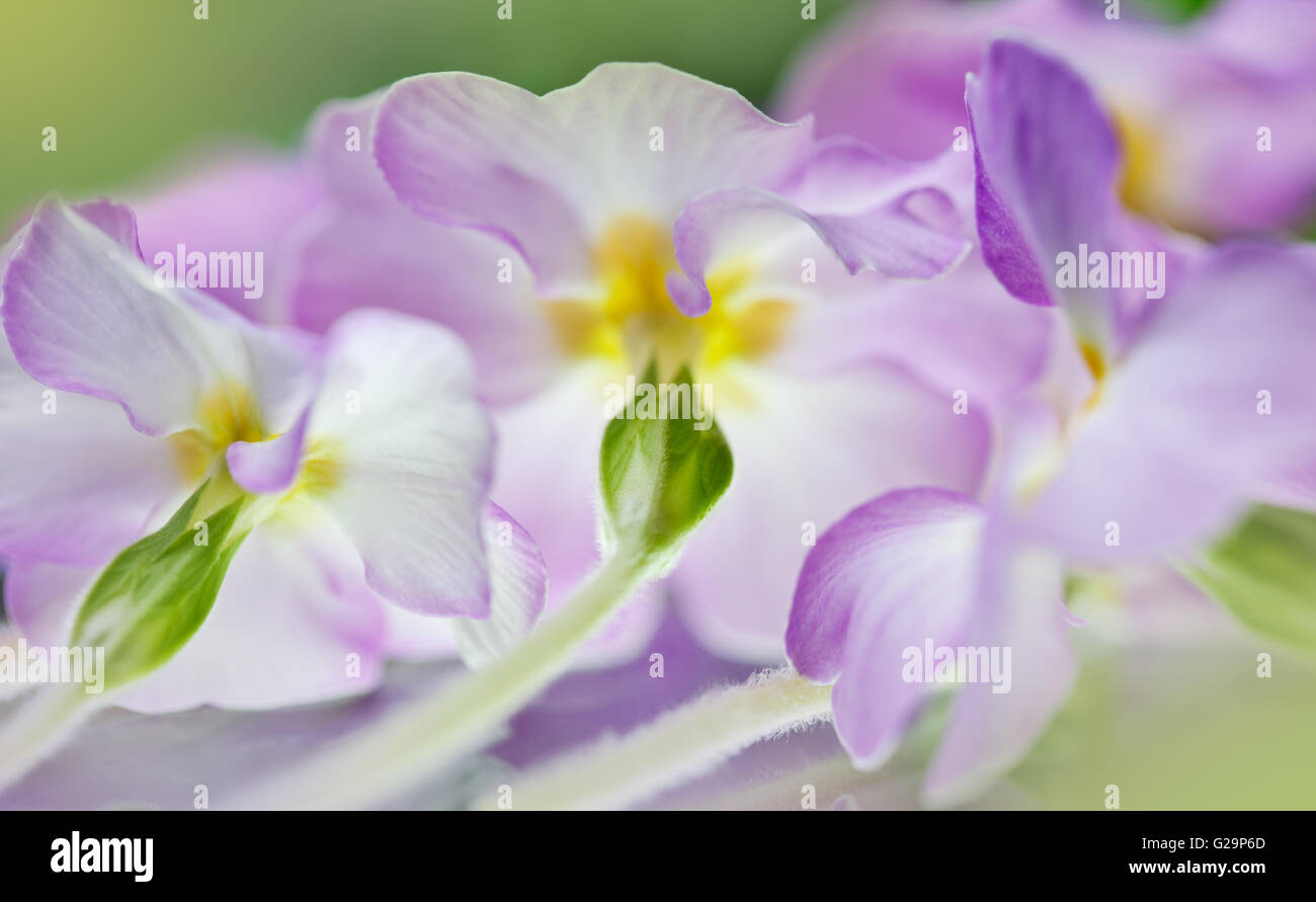 Violet primula hi-res stock photography and images - Alamy
